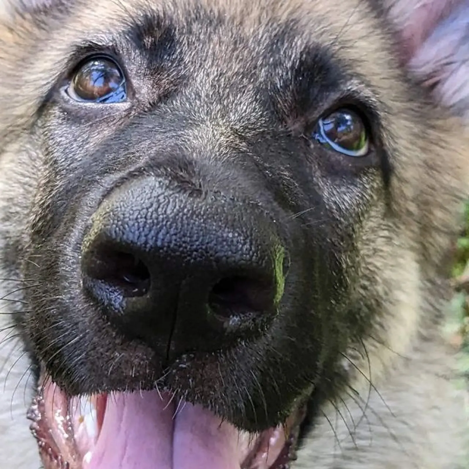 Say Hello To 13 Cutest Sable German Shepherds In The World