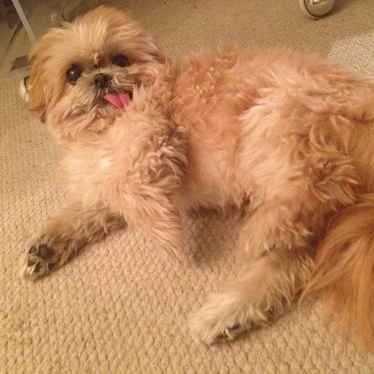 17 Famous Instagram Dogs For A Daily Dose Of Virtual Cuteness