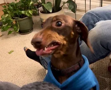 A Guide To Understanding Canine Emotions + Pictures