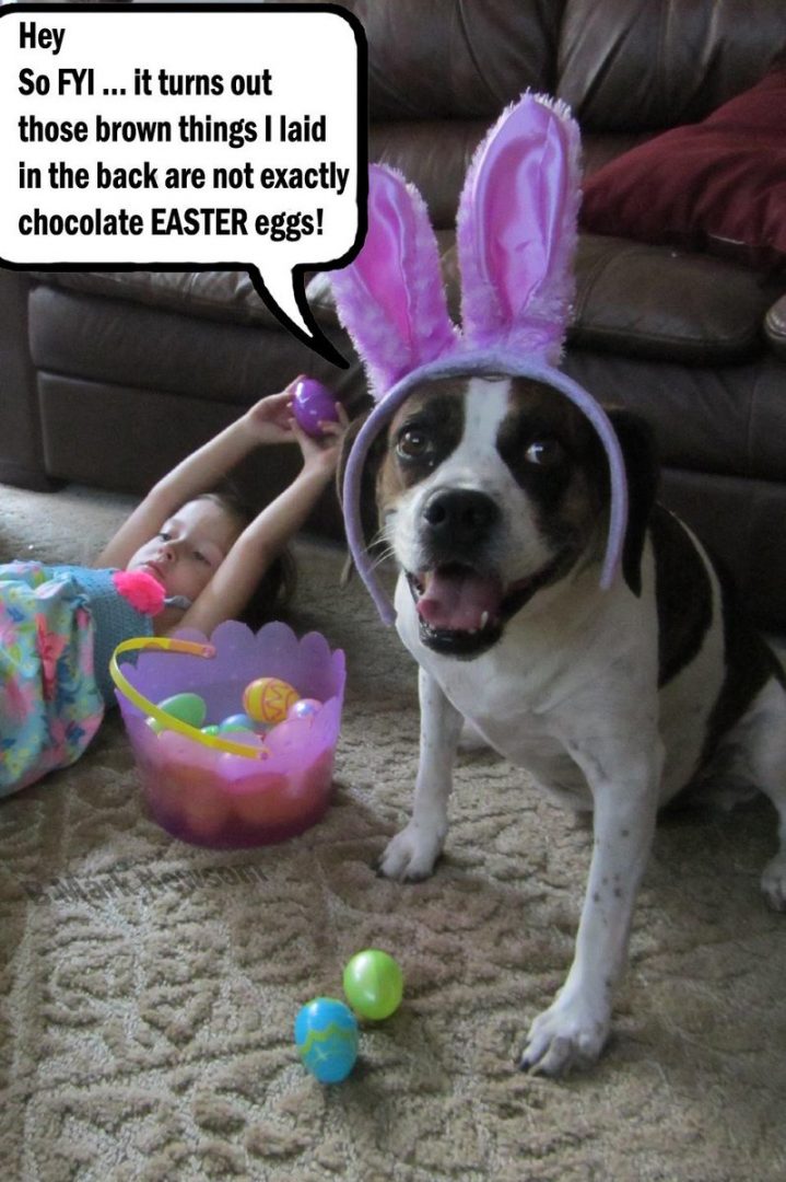 15 Funny Dog Memes To Wish You Happy And Joyful Easter