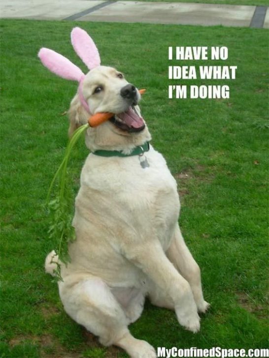 15 Funny Dog Memes To Wish You Happy And Joyful Easter