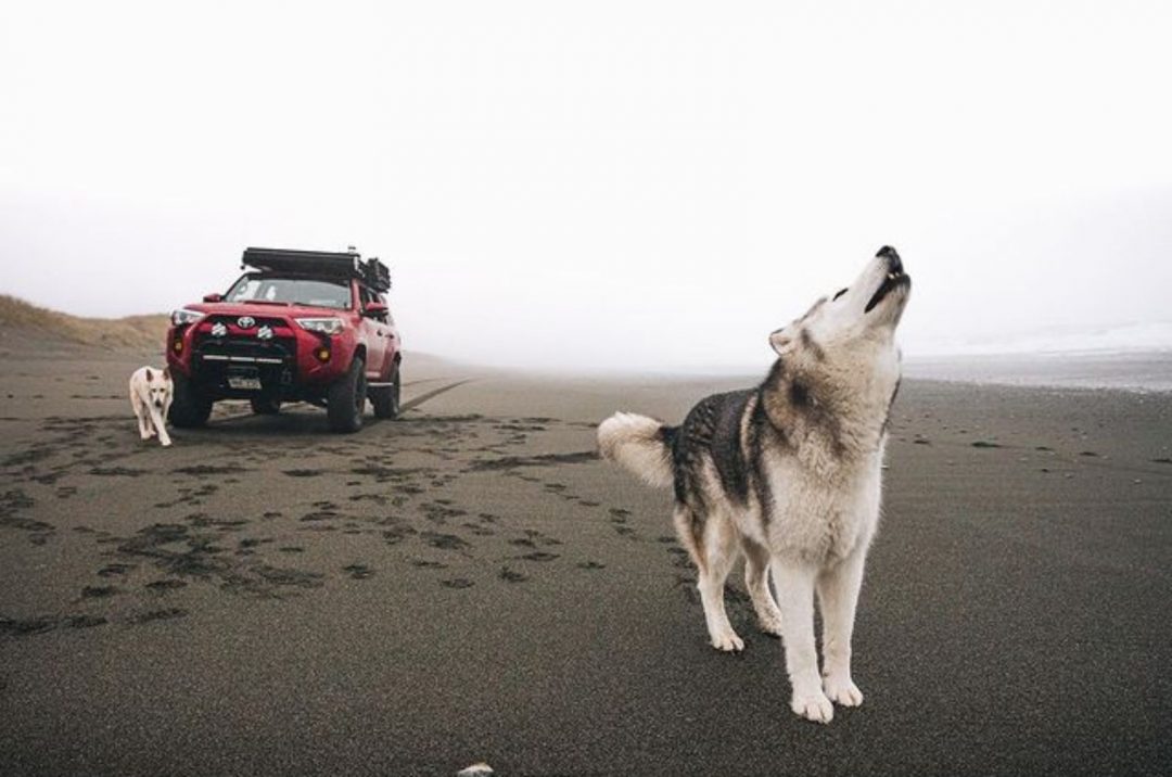 17 Famous Instagram Dogs For A Daily Dose Of Virtual Cuteness