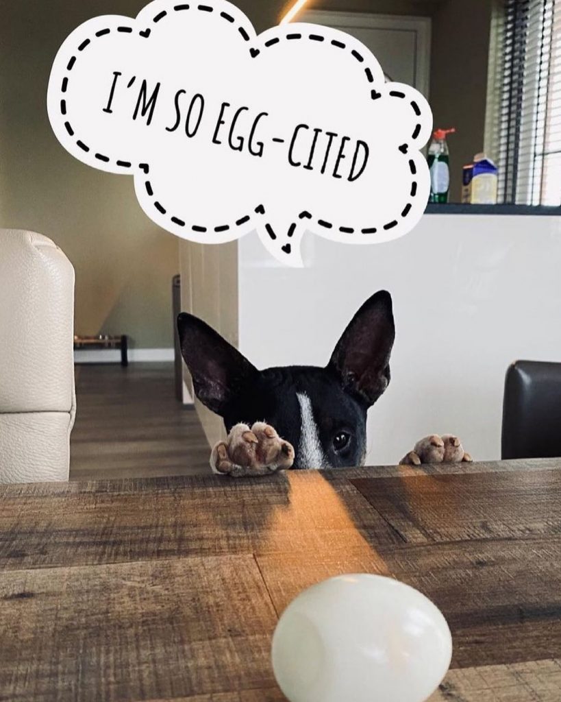 15 Funny Dog Memes To Wish You Happy And Joyful Easter