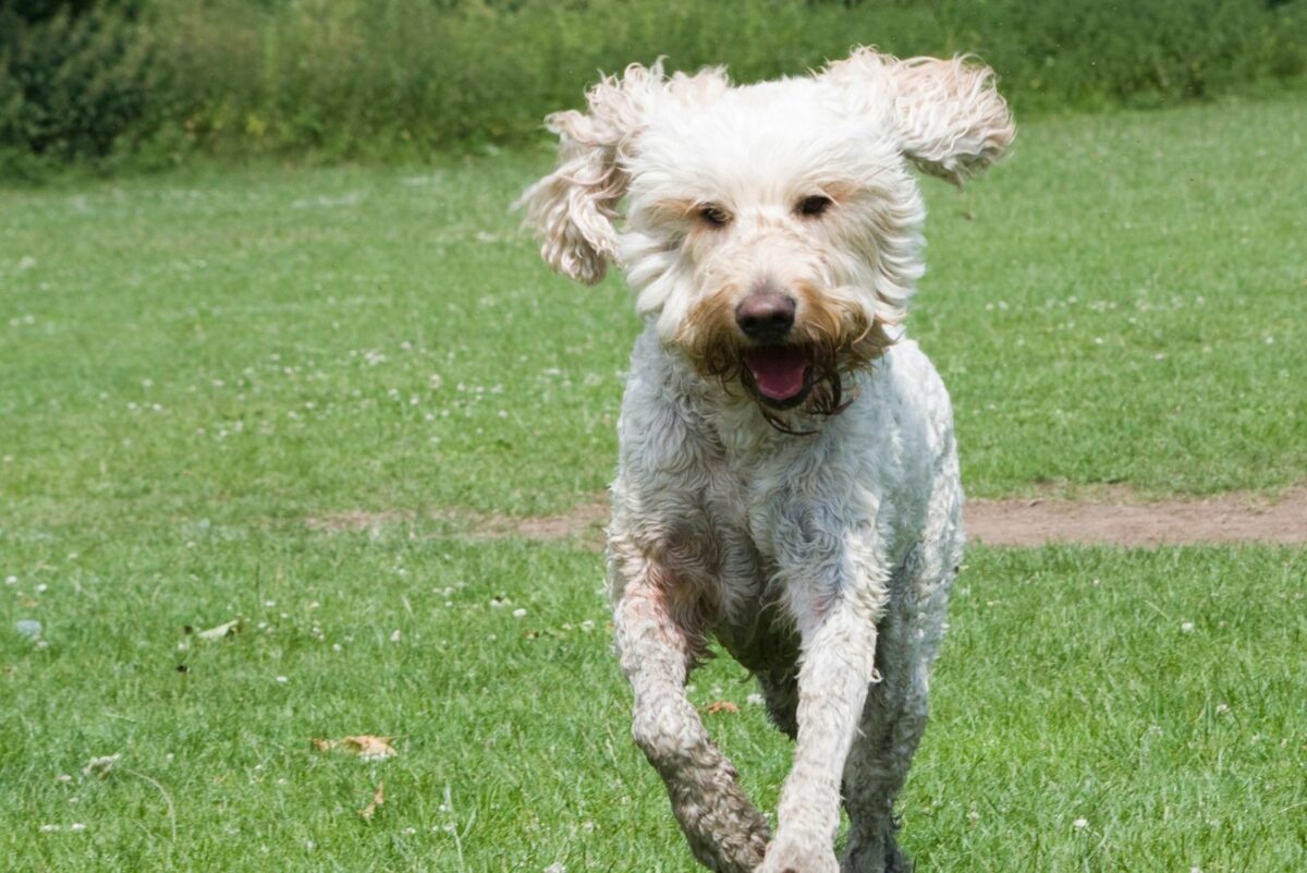 Why Goldendoodles Are The Worst — 15 Doodle Drawbacks