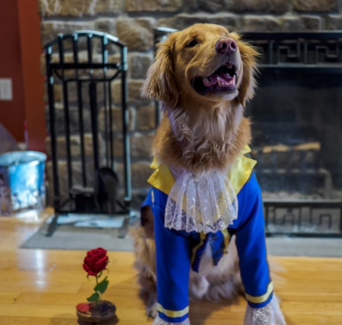 17 Funny Dog Costumes To Play Dress Up With Your Pooch