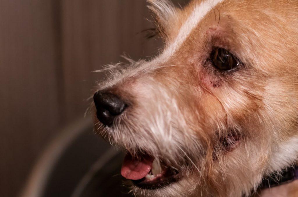 21 Causes Of Watery Eyes In Dogs And Helpful Solutions