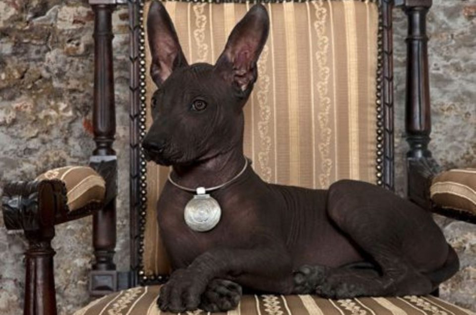 10 Xoloitzcuintli Types Noone Talks About Anymore