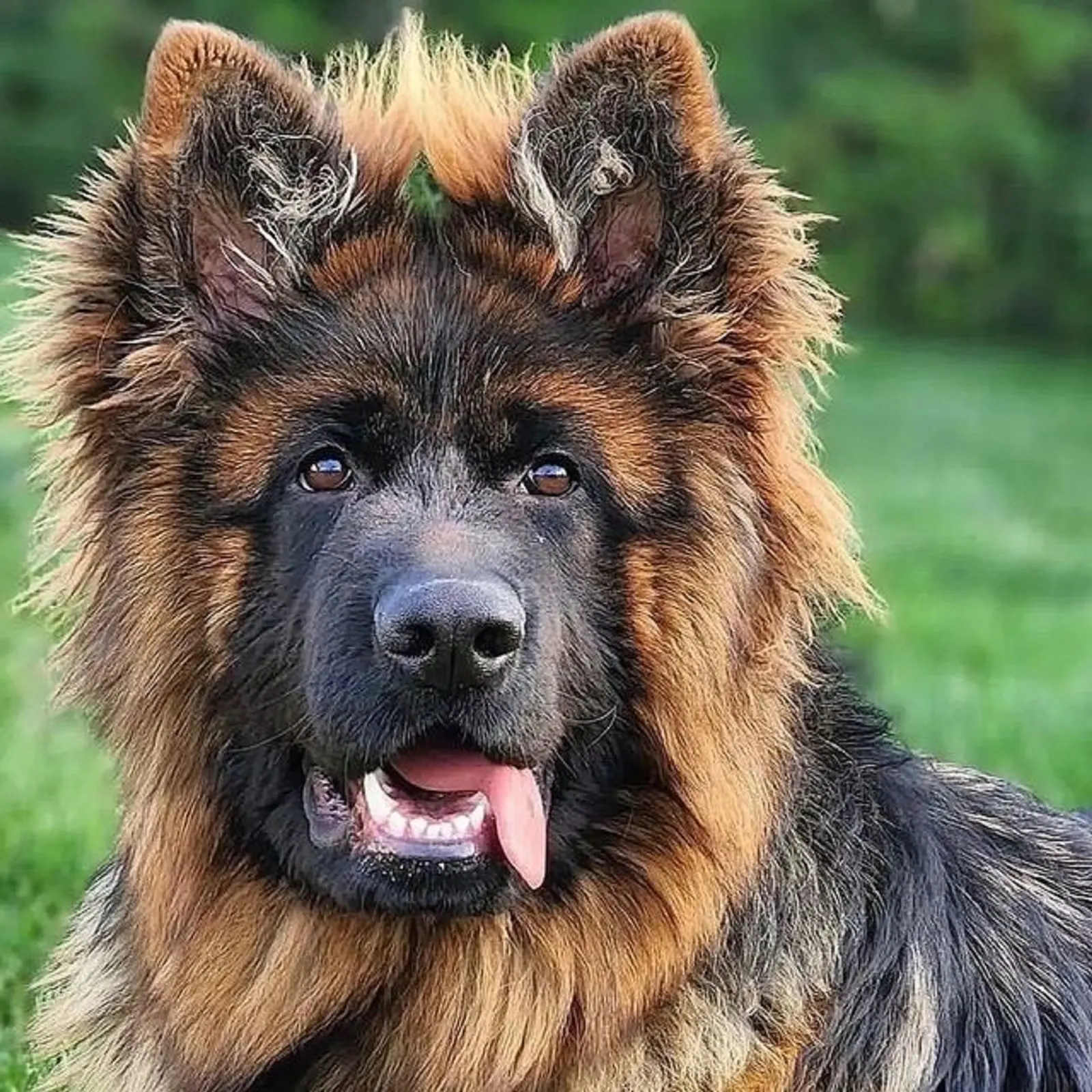 Say Hello To 13 Cutest Sable German Shepherds In The World