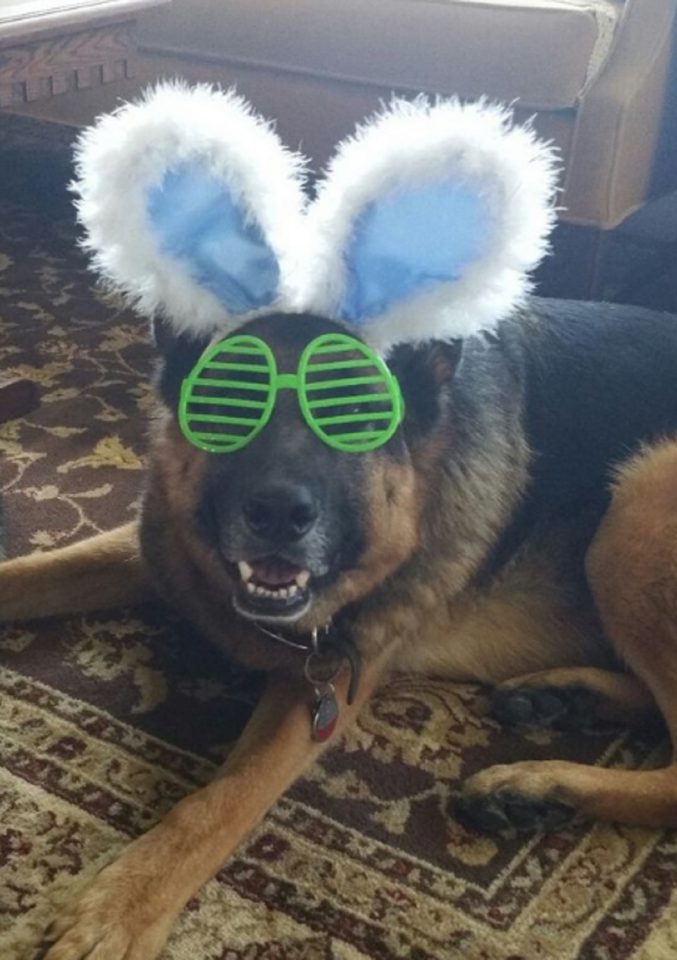 This Is How Cute German Shepherds Celebrate Easter
