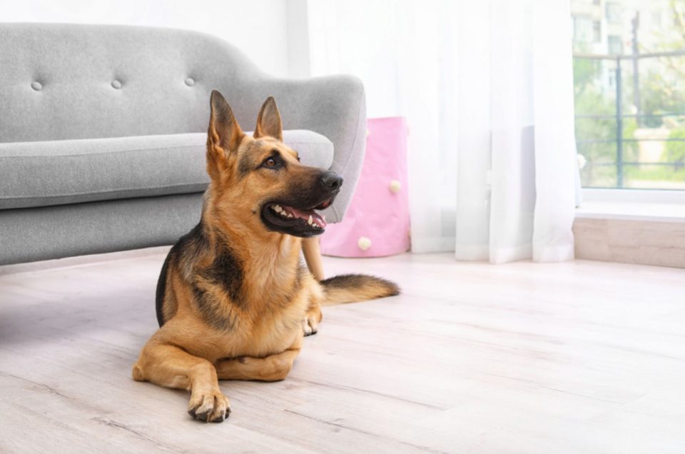 15 Ridiculous Things German Shepherds Can Be Scared Of