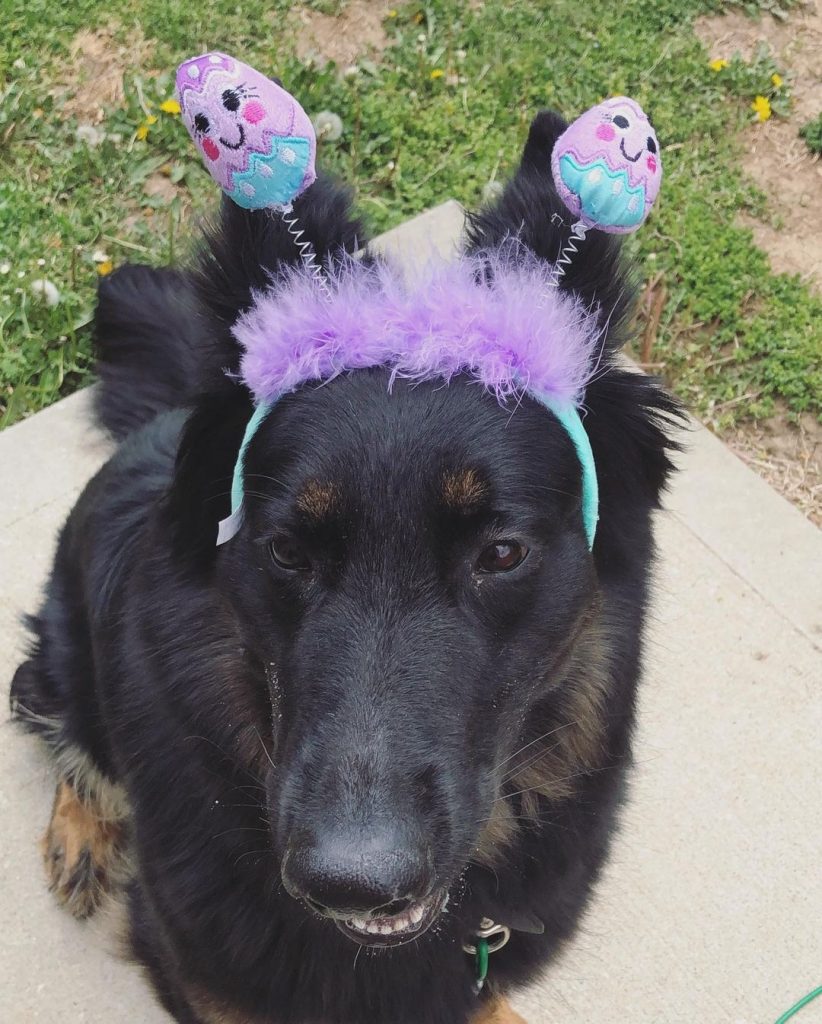 These 19 German Shepherd Easter Costumes Are PAWsome