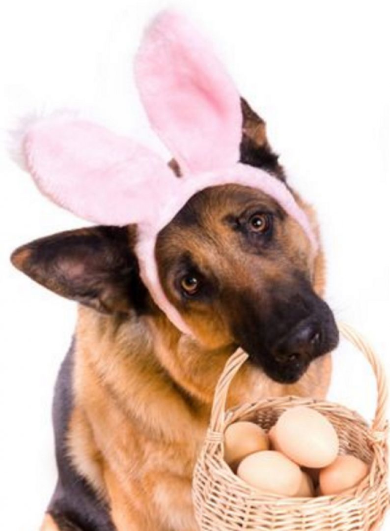 This Is How Cute German Shepherds Celebrate Easter