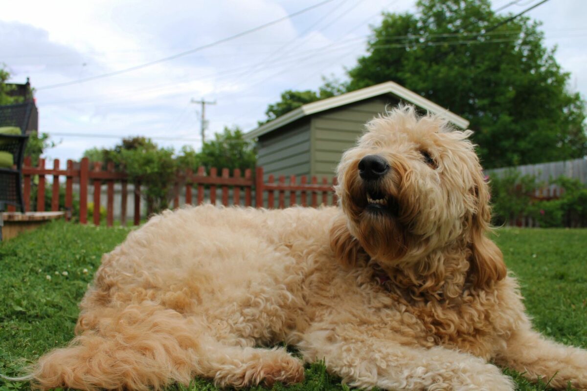 Why Goldendoodles Are The Worst — 15 Doodle Drawbacks