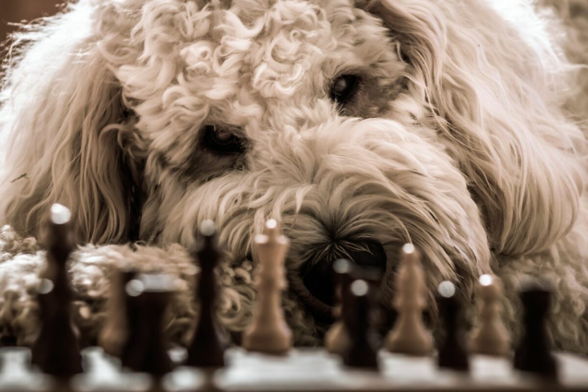Why Goldendoodles Are The Worst — 15 Doodle Drawbacks