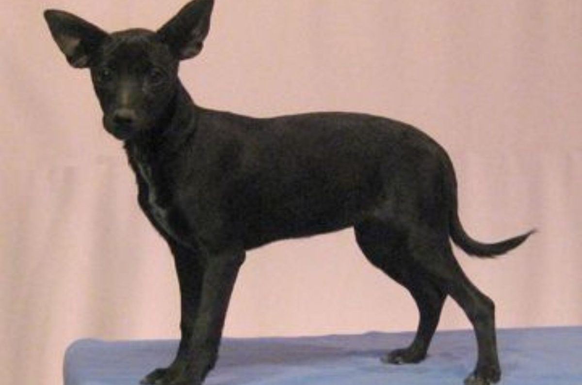 10 Xoloitzcuintli Types Noone Talks About Anymore