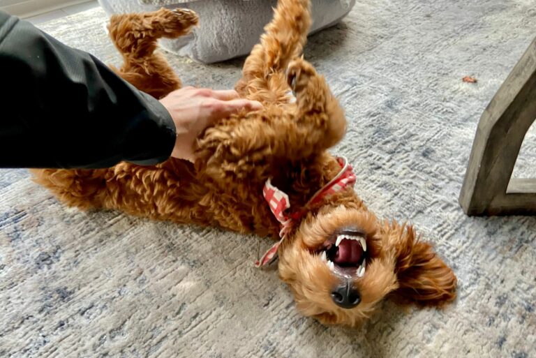 Why Goldendoodles Are The Worst — 15 Doodle Drawbacks
