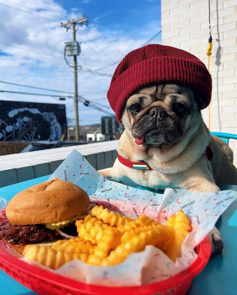17 Famous Instagram Dogs For A Daily Dose Of Virtual Cuteness