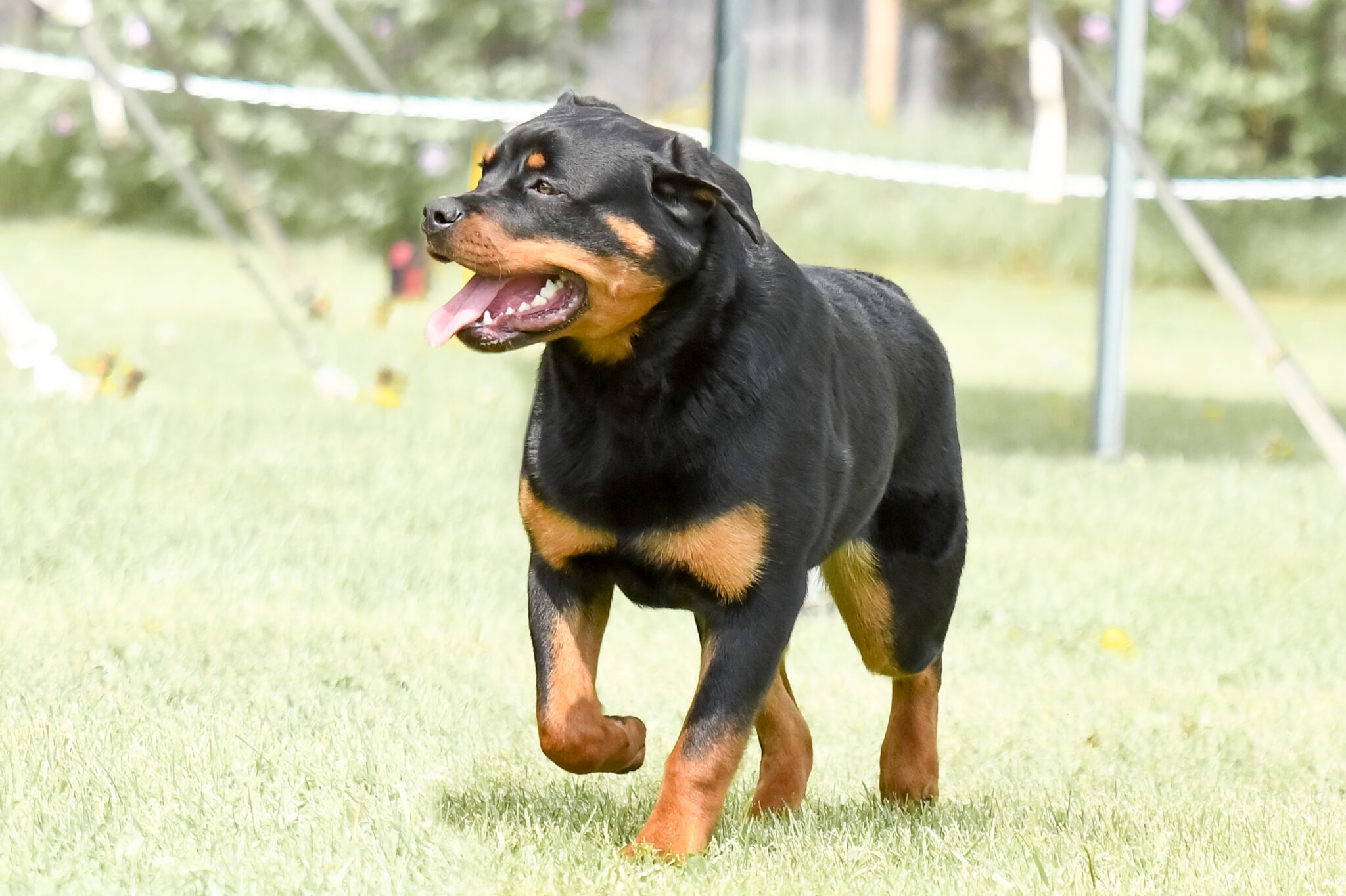 21 Fun Facts About Rottweilers That Will Make You Go Wow