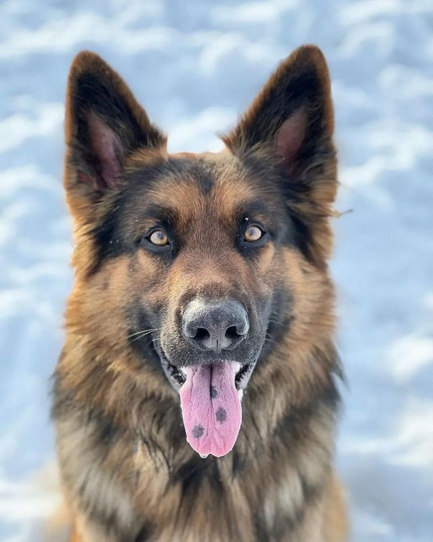 Say Hello To 13 Cutest Sable German Shepherds In The World