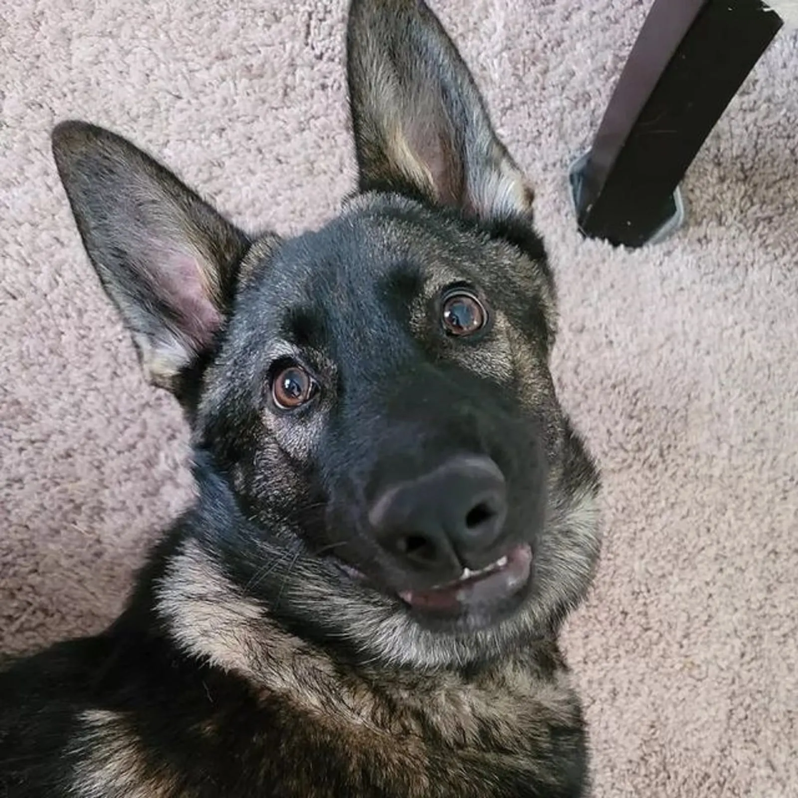 Say Hello To 13 Cutest Sable German Shepherds In The World