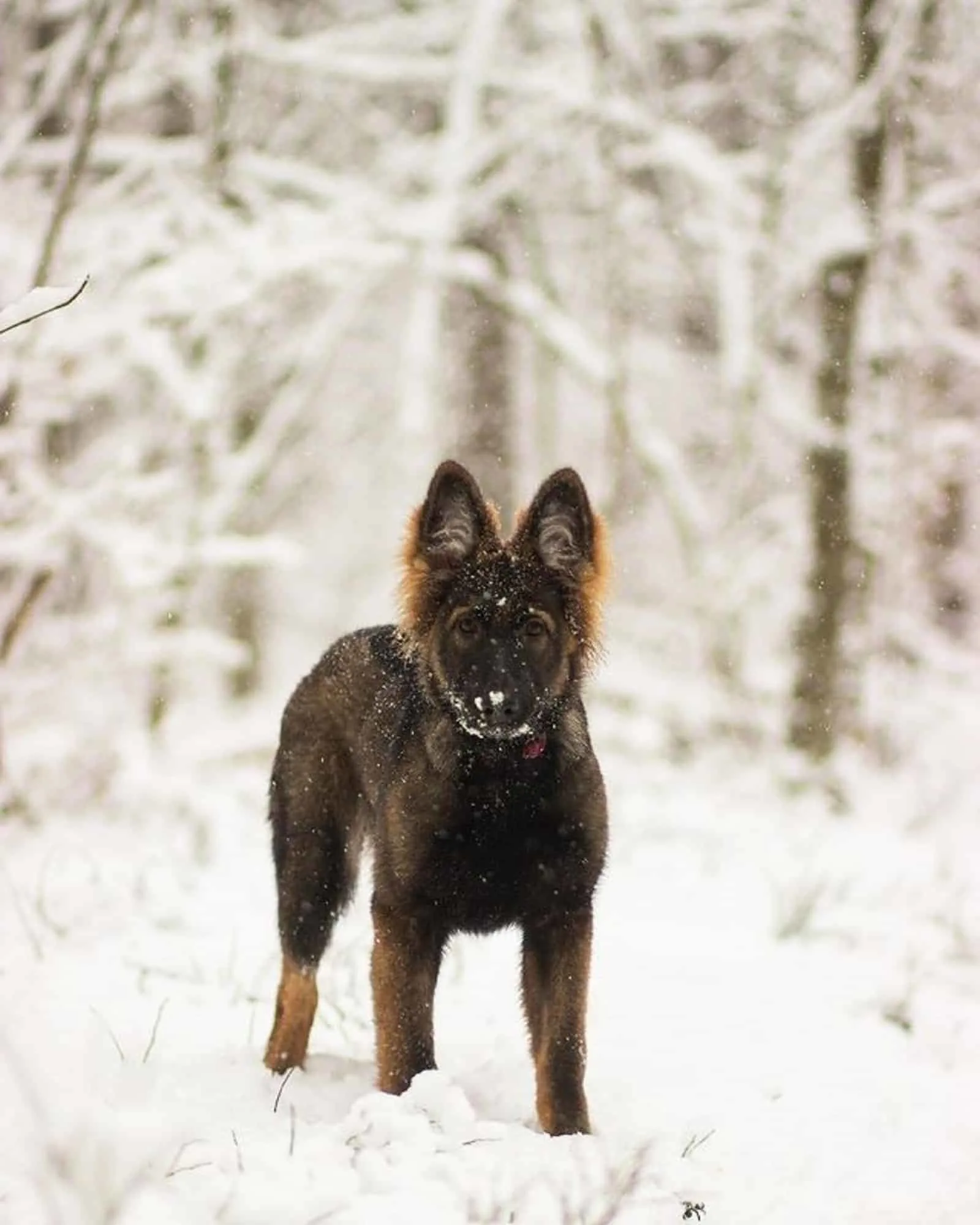 Say Hello To 13 Cutest Sable German Shepherds In The World
