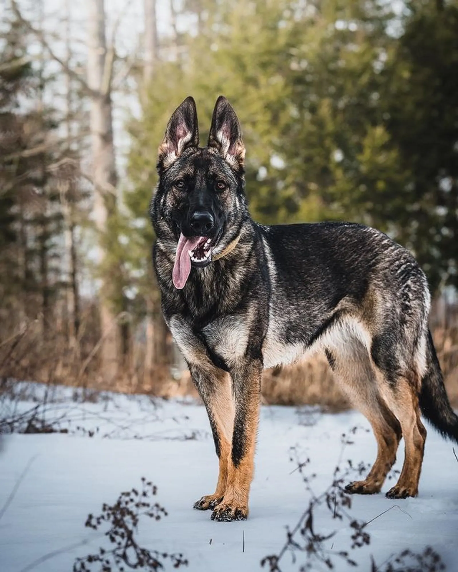 Say Hello To 13 Cutest Sable German Shepherds In The World