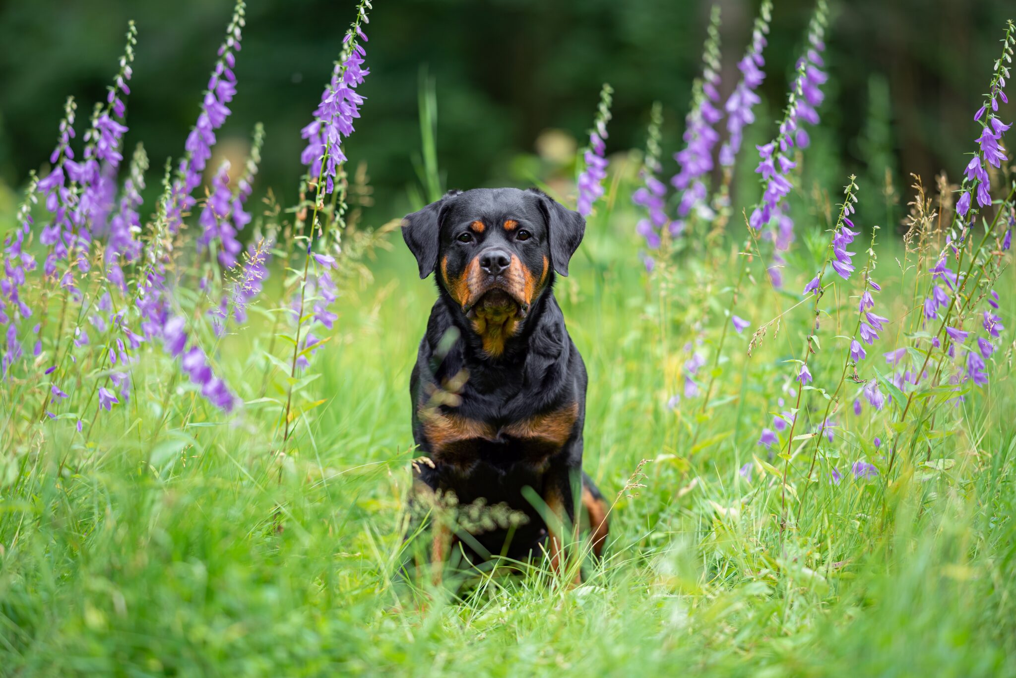 21 Fun Facts About Rottweilers That Will Make You Go Wow