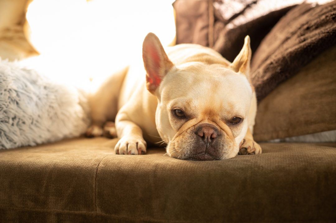 Bulldog Hip Dysplasia And 7 Other Health Issues