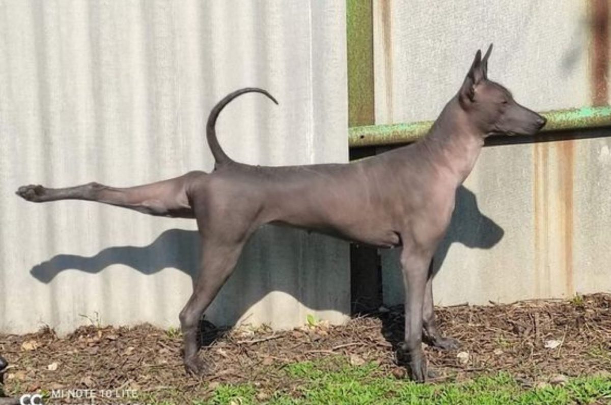 10 Xoloitzcuintli Types Noone Talks About Anymore