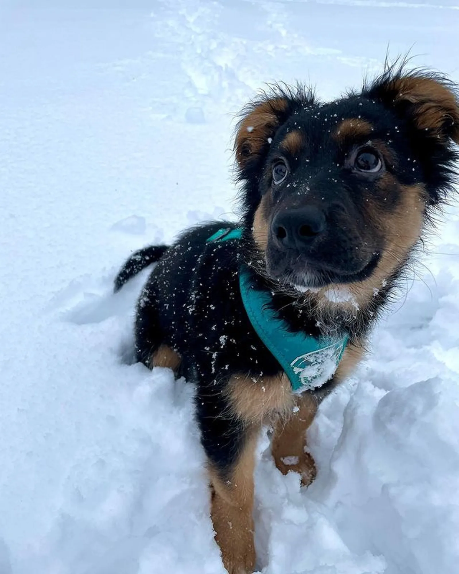 You Won’t See Anything Sweeter Than These 13 German Shepherd Pups