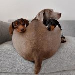 17 Famous Instagram Dogs For A Daily Dose Of Virtual Cuteness