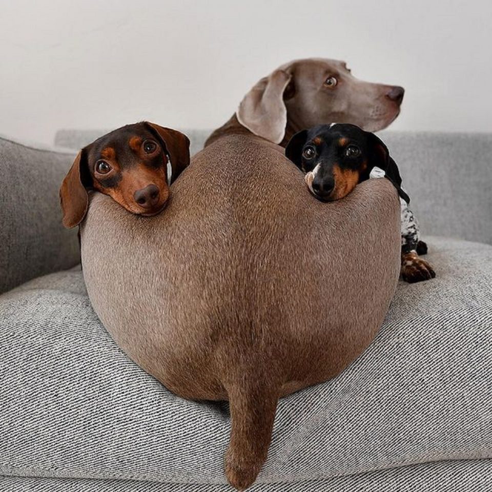 17 Famous Instagram Dogs For A Daily Dose Of Virtual Cuteness