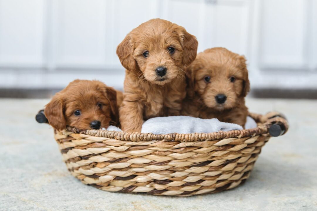 Why Goldendoodles Are The Worst — 15 Doodle Drawbacks