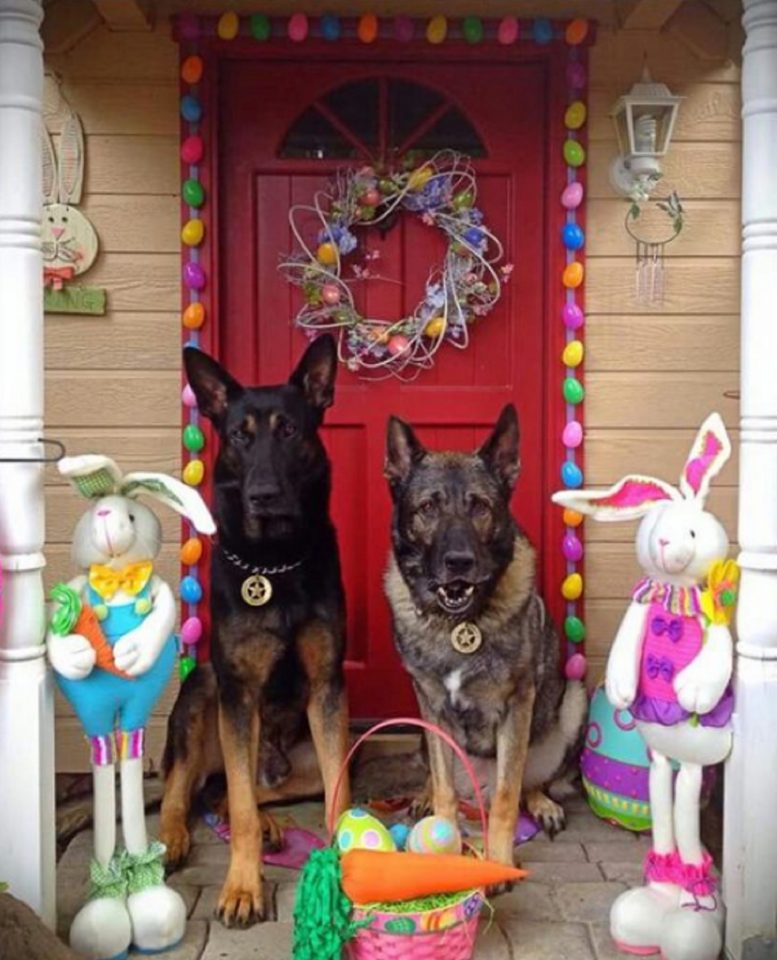 This Is How Cute German Shepherds Celebrate Easter
