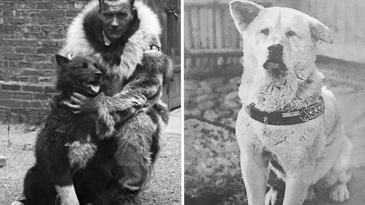13 Most Famous Dogs In History, Throwback To Canine Legends