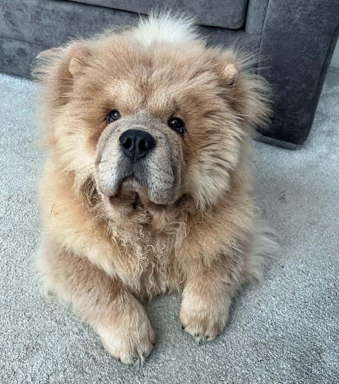 15 Intriguing Fun Facts About Chow Chow Dogs