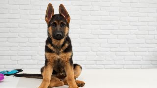 2 Proper Ways To Punish Your German Shepherd For Pooping In The House