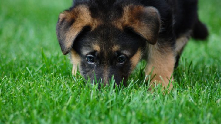 5 Ways Of Stopping Your German Shepherd From Eating Poop