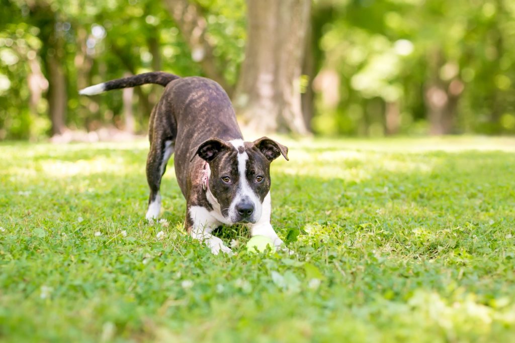 5 Reasons Why Your Dog Is Growling While Wagging His Tail