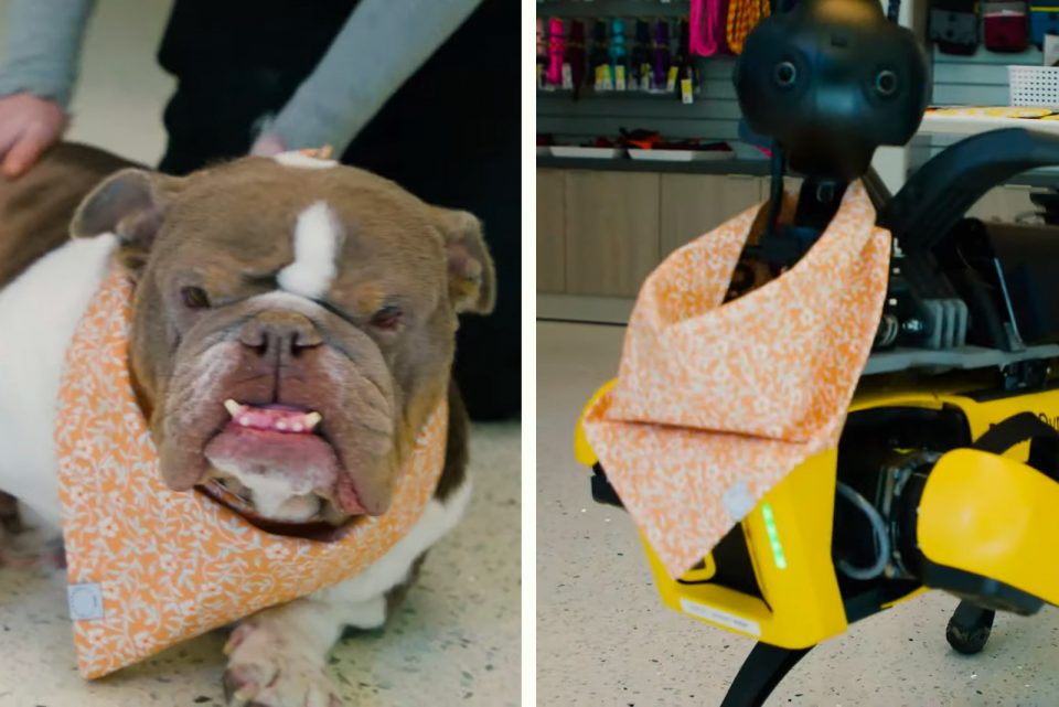 Robot Dog VS Real Dog – Six Challenges, One True Champion