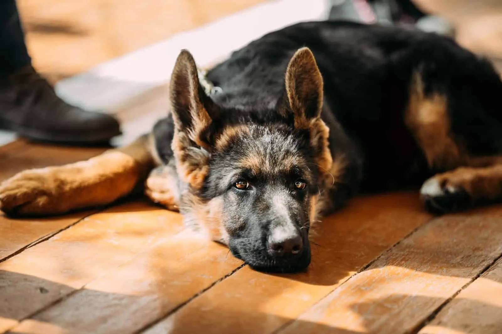 2 Proper Ways To Punish Your German Shepherd For Pooping In The House