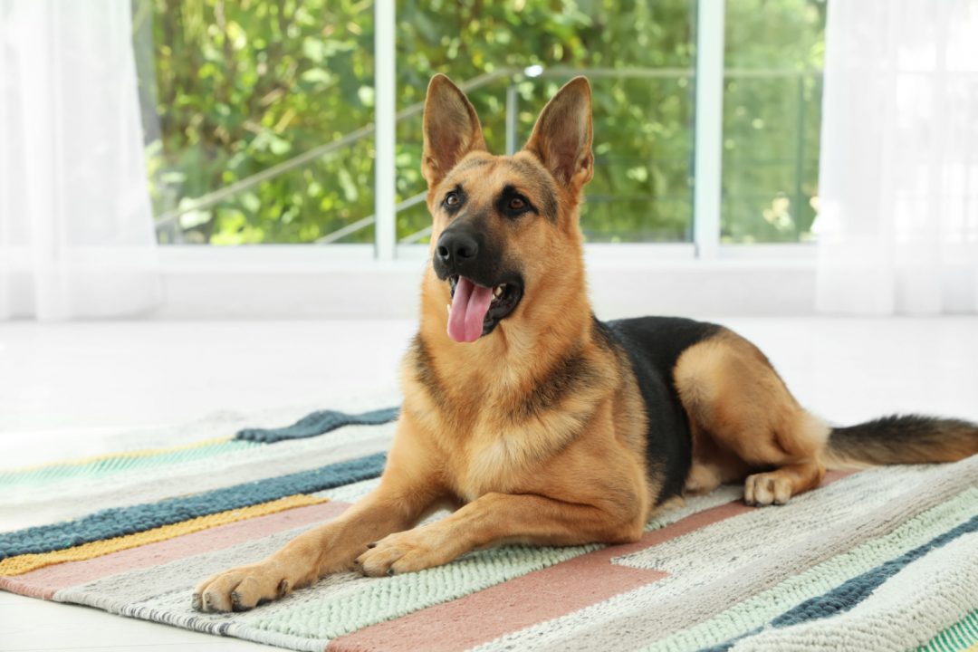 2 Proper Ways To Punish Your German Shepherd For Pooping In The House