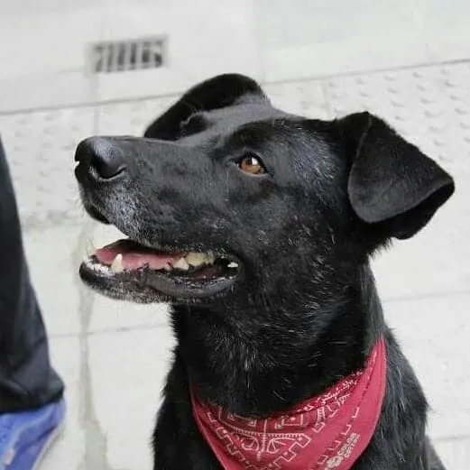 13 Most Famous Dogs In History, Throwback To Canine Legends