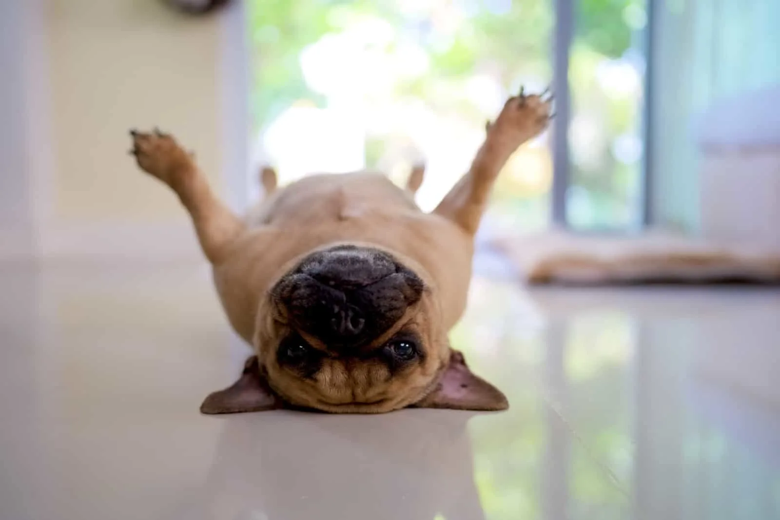 6 Reasons Why Your Dog Rolls On His Back And Sometimes Wiggles