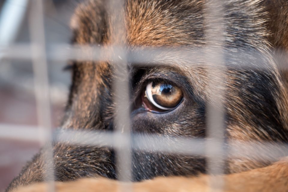 2 Proper Ways To Punish Your German Shepherd For Pooping In The House