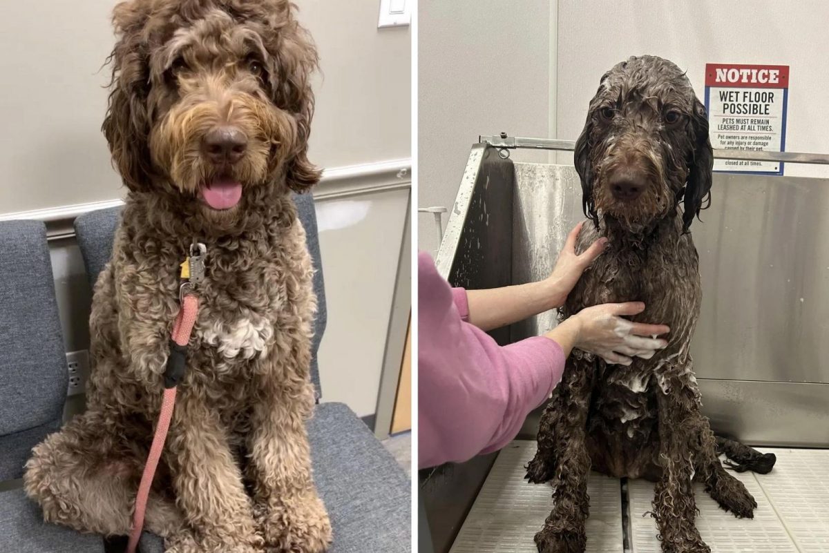 29 Wet Dogs That Turn Into Gremlins After Taking A Bath
