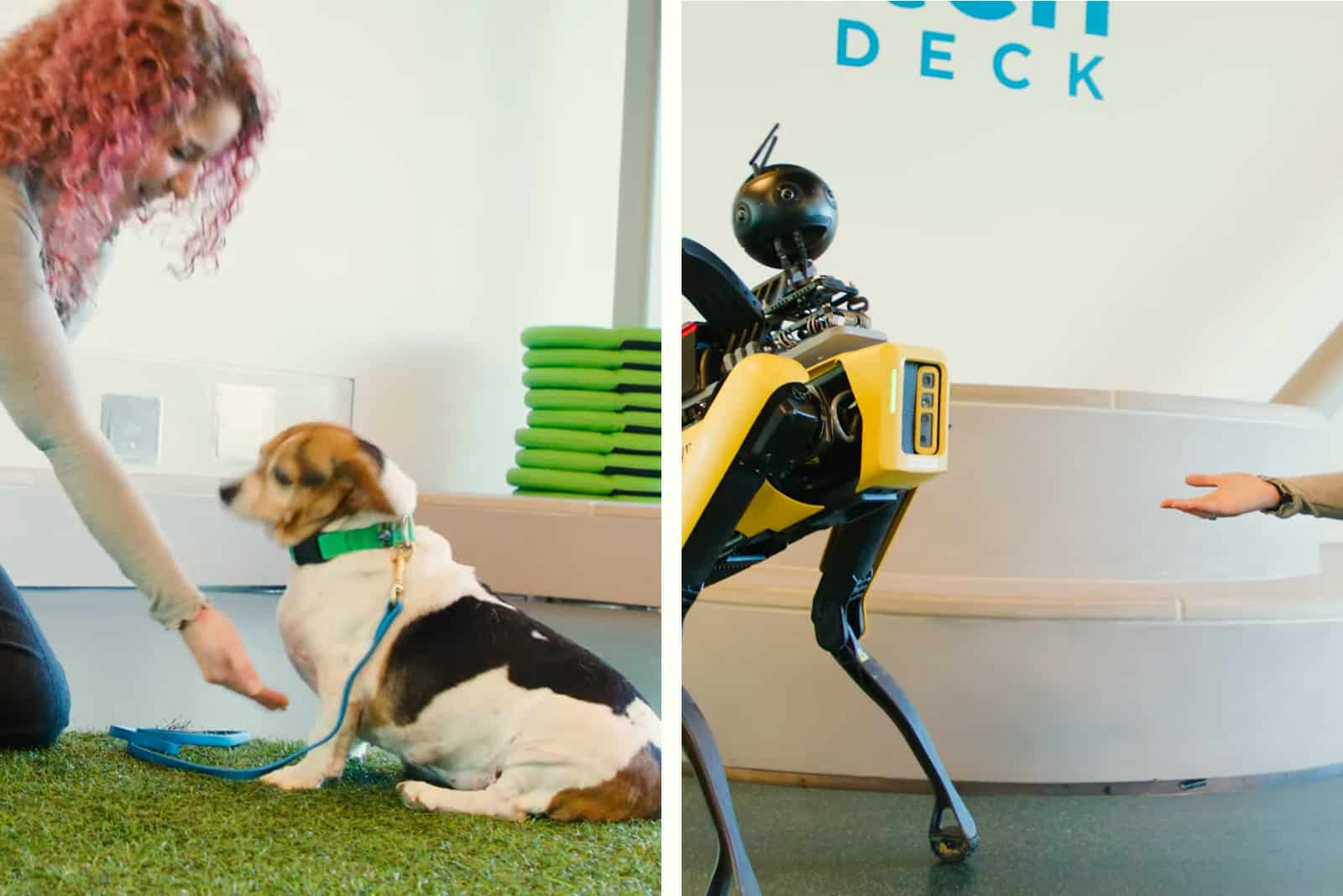 Robot Dog VS Real Dog – Six Challenges, One True Champion