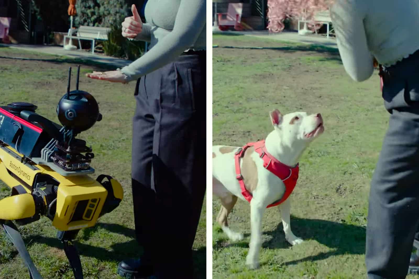 Robot Dog VS Real Dog – Six Challenges, One True Champion