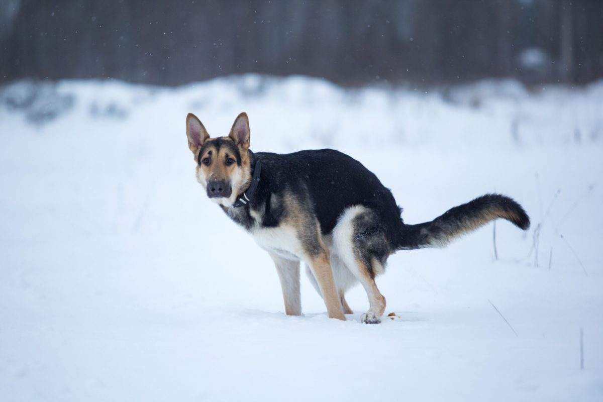7 Clear Signs Your German Shepherd Has Worms And Treating Him