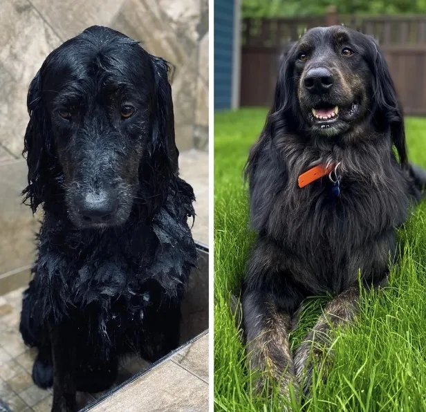 29 Wet Dogs That Turn Into Gremlins After Taking A Bath